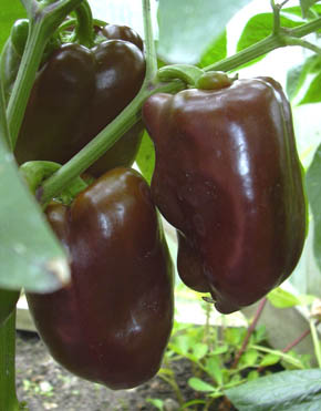 Peberfrugt (Spansk peber) - Brun Peber